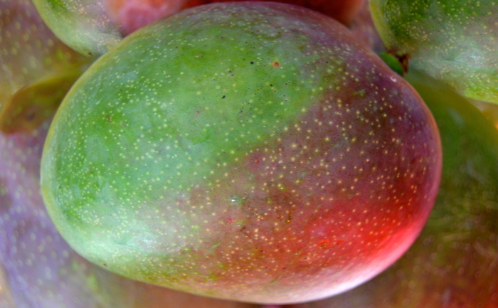 Mango, un fruct exotic cu multe proprietăţi benefice | Epoch Times România