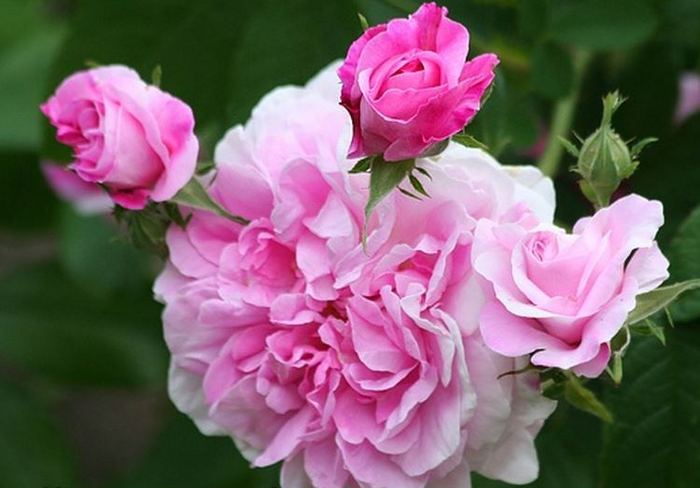 Cele mai bune soiuri de trandafiri | Epoch Times România